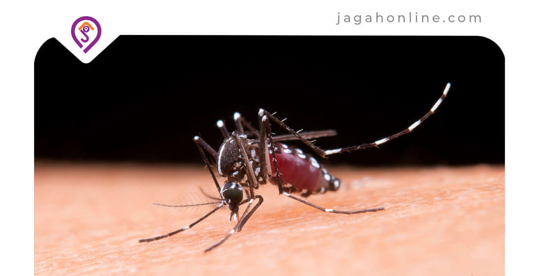 Dengue Fever in Pakistan: Causes, Symptoms, Treatment and Prevention